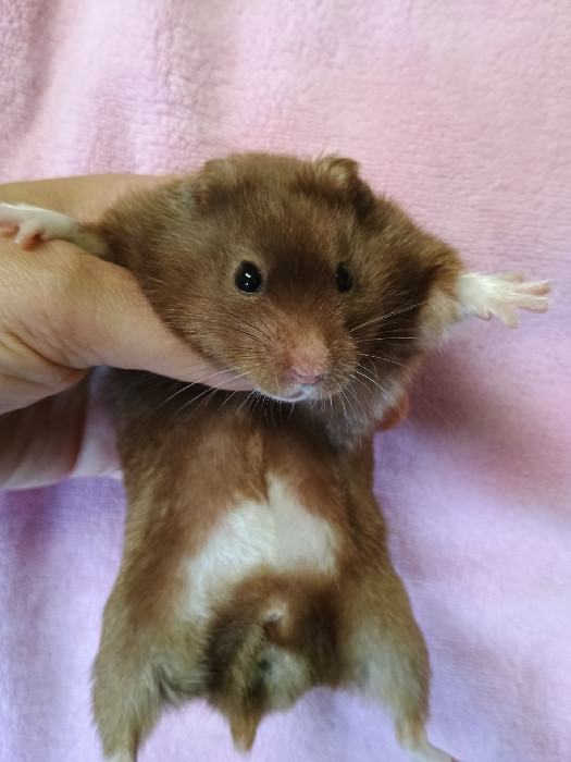 Vrh CH :: chsoddoubravky